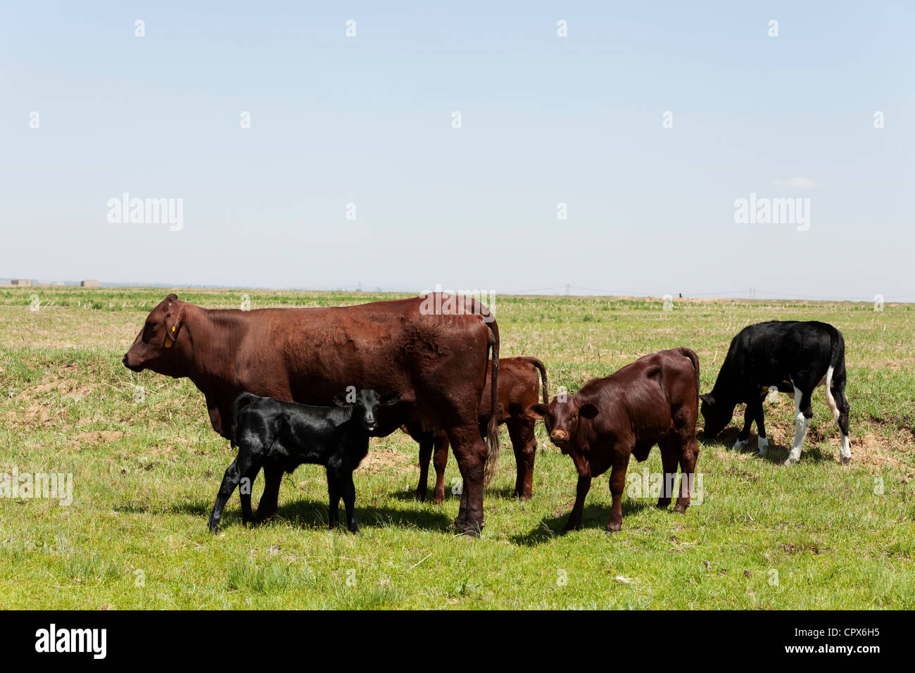 Large bull feeding hi-res stock photography and images - Alamy