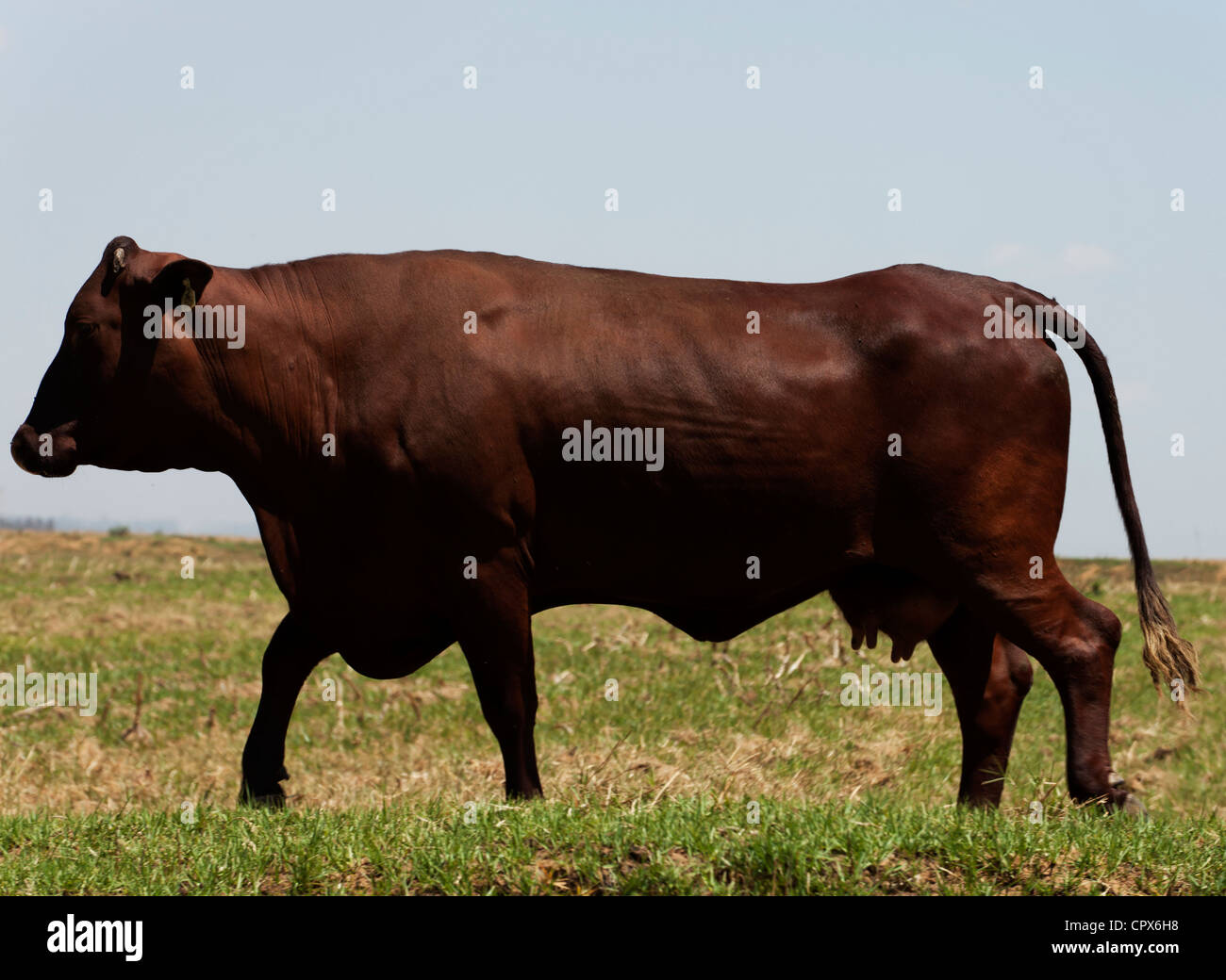 Large grassy field hi-res stock photography and images - Alamy