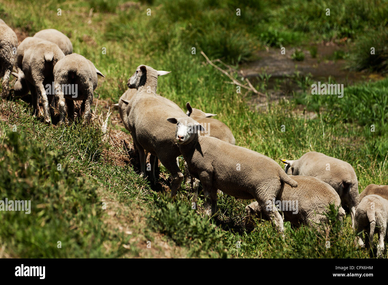 Graze sheep group hi-res stock photography and images - Alamy