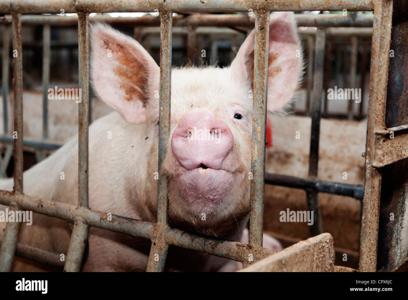 Pigs in cage hi-res stock photography and images - Alamy