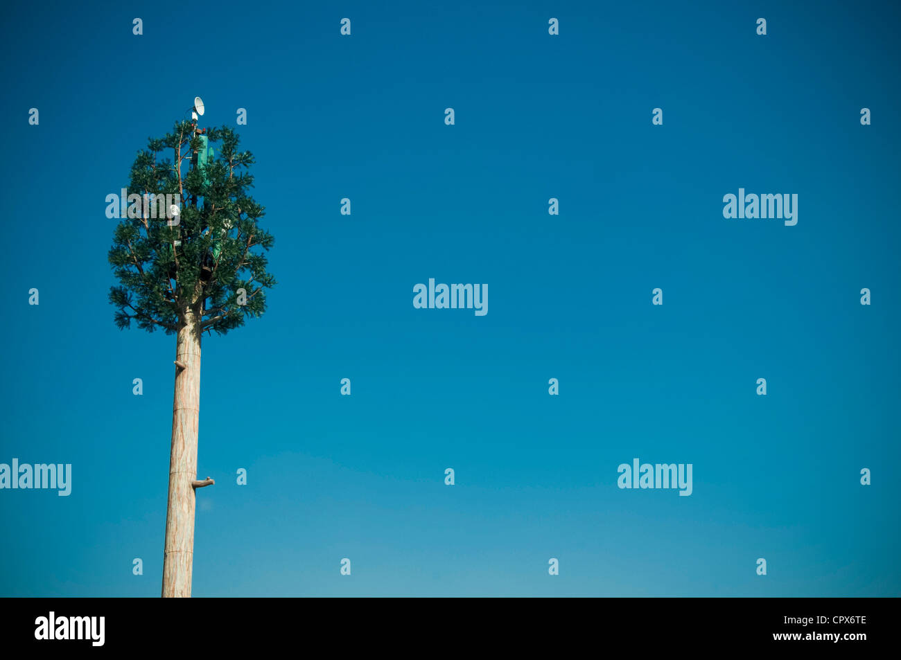 Disguised as tree hi-res stock photography and images - Alamy
