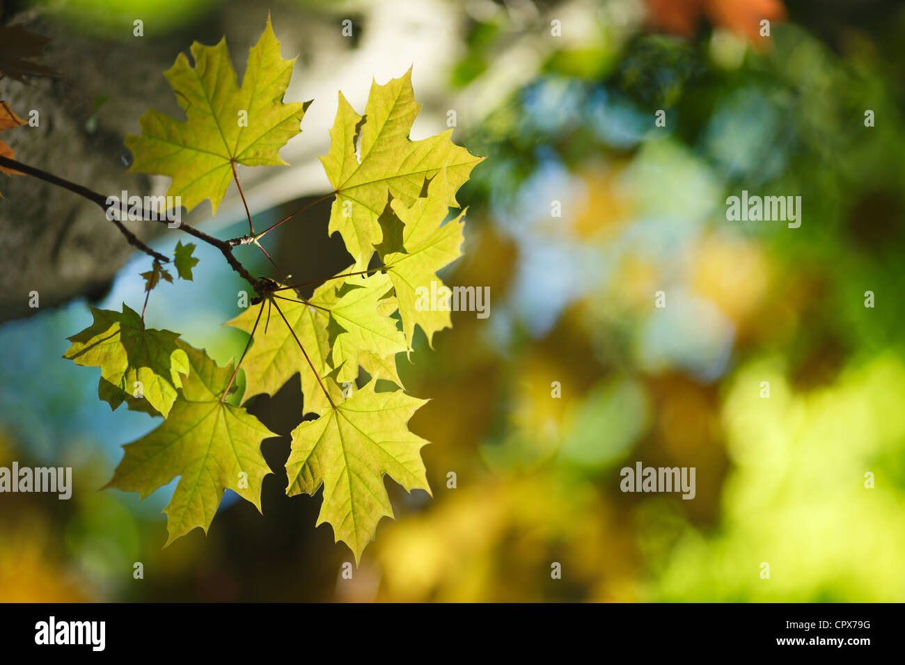 Generic leaves hi-res stock photography and images - Alamy