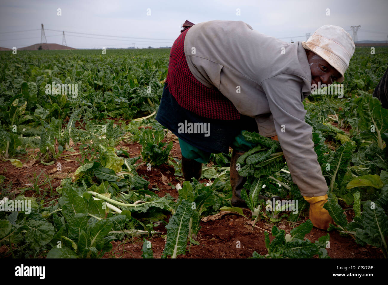 South africa farming vegetables hi-res stock photography and images - Alamy