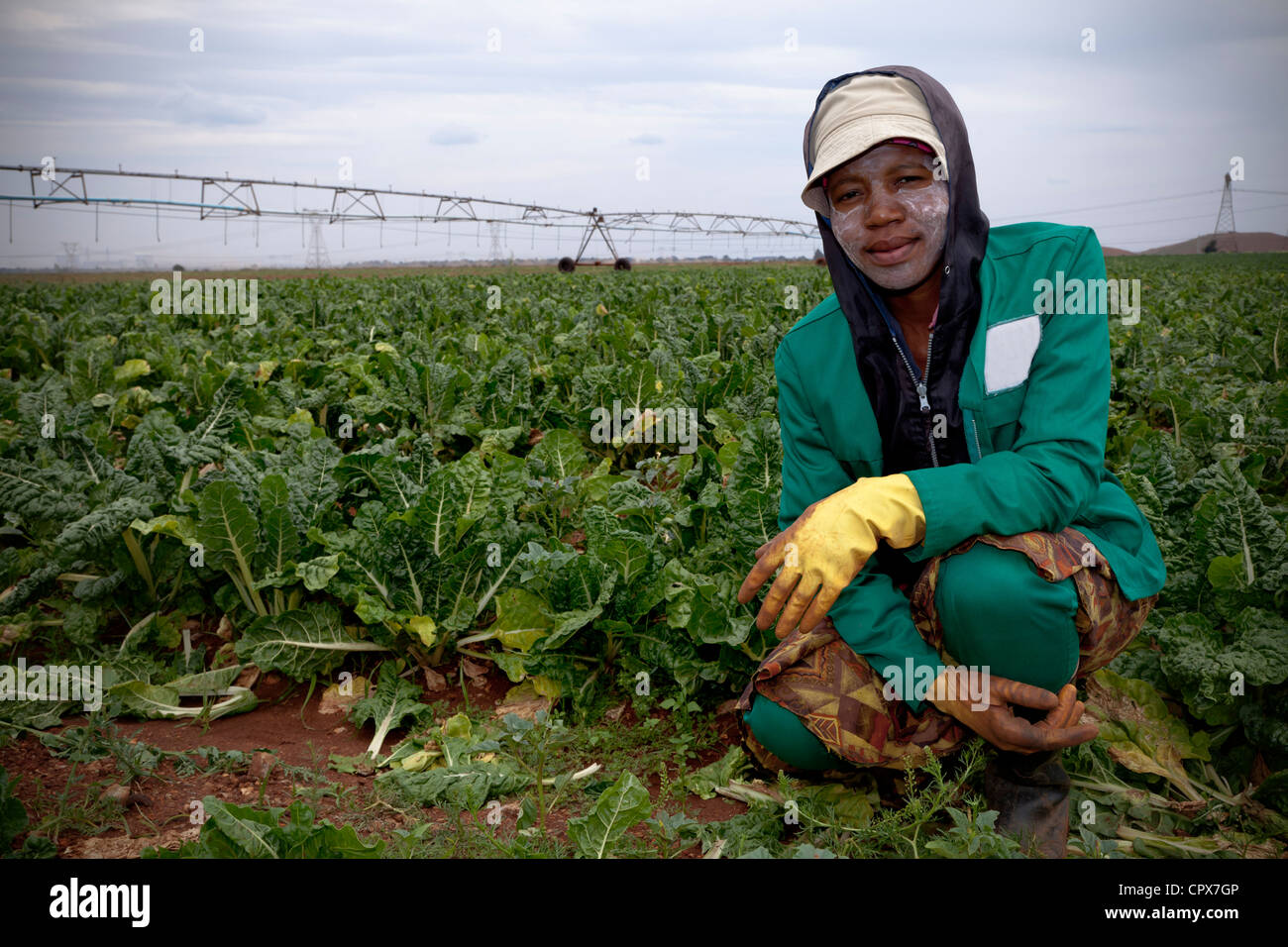 Farmworker poses in a vegetable field Stock Photo - Alamy
