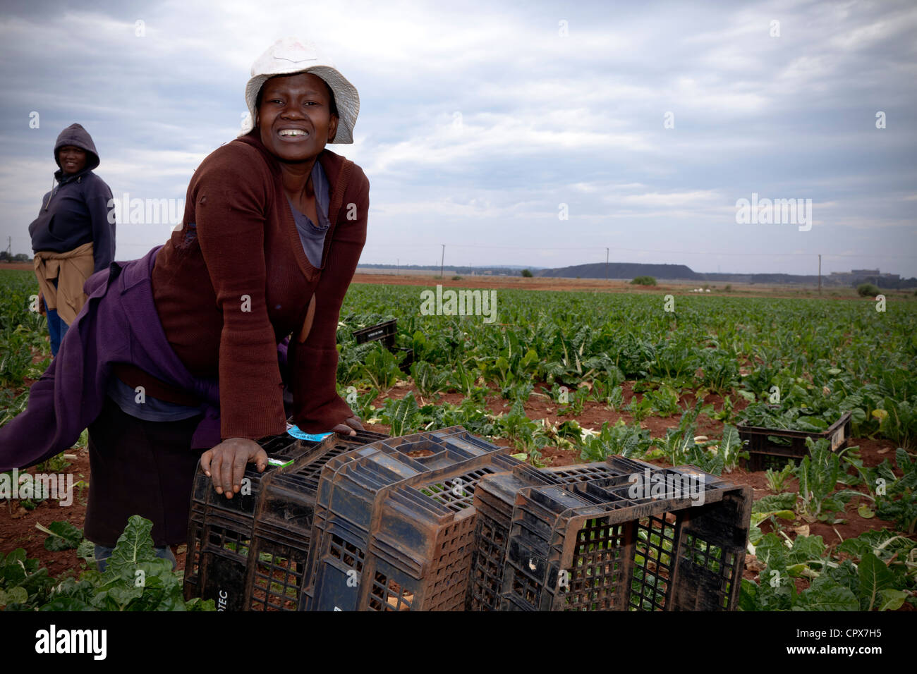 Farmworker poses in a vegetable field Stock Photo - Alamy