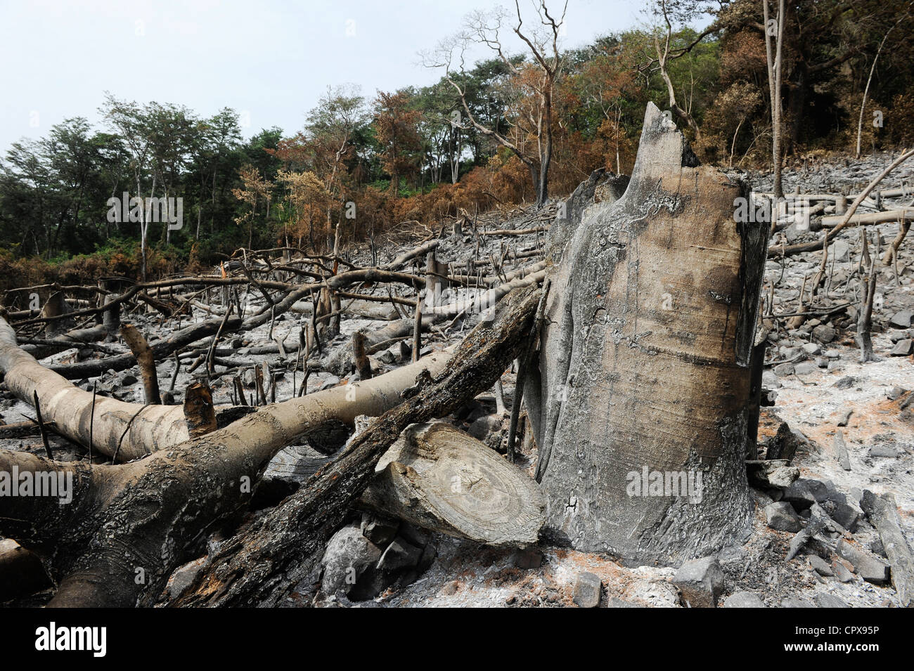 SIERRA LEONE, Kent, illegal logging of rainforest at Western Area ...