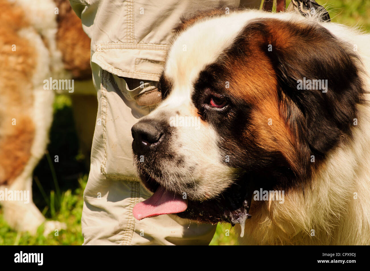 Saint bernard breed of dog hi-res stock photography and images - Alamy