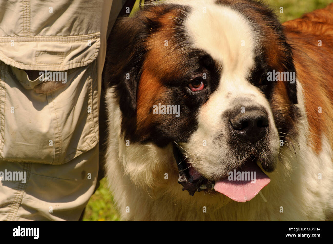 St bernard dog breed hi-res stock photography and images - Alamy