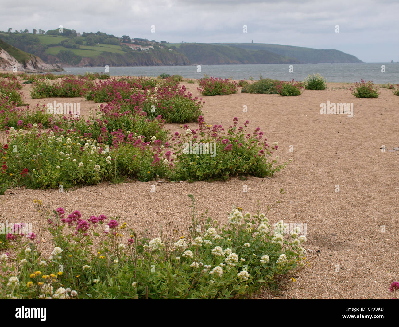 Wild flowers on Slapton Sands, South Devon, UK Stock Photo - Alamy