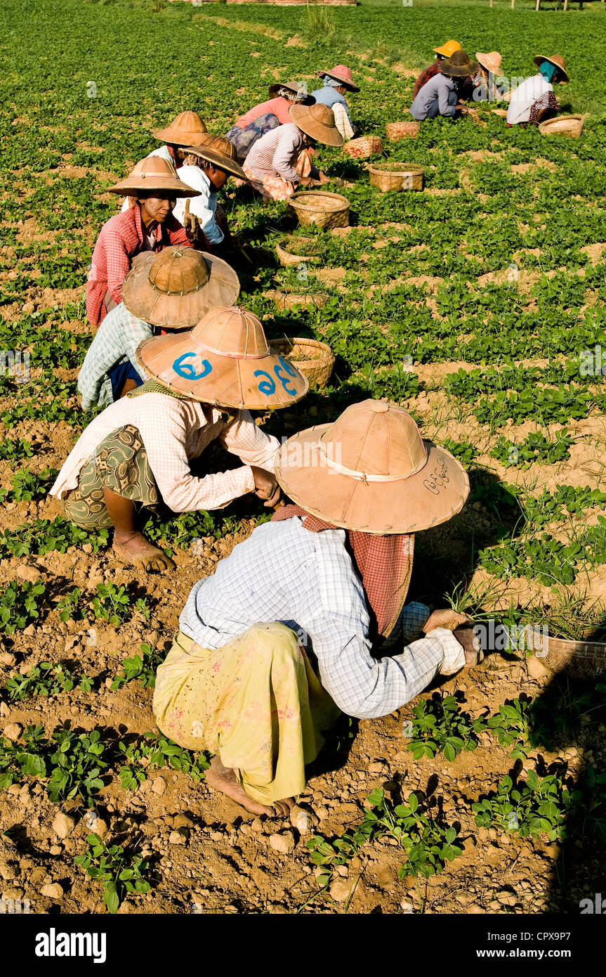 Myanmar (Burma), Mandalay Division, village Shan Lay Kyun, women ...