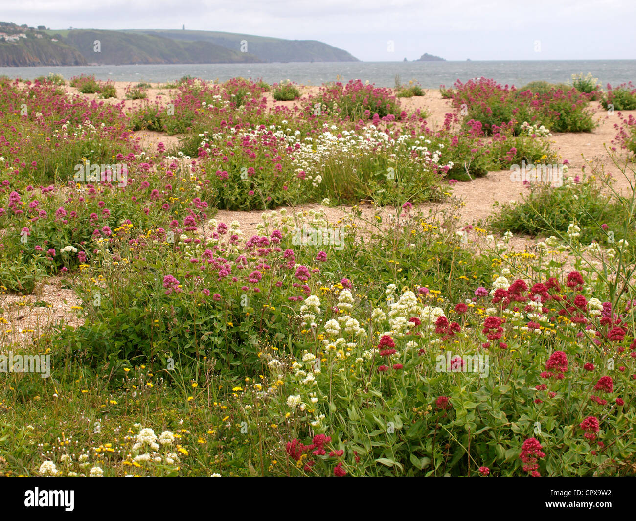 Wild flowers on Slapton Sands, South Devon, UK Stock Photo - Alamy