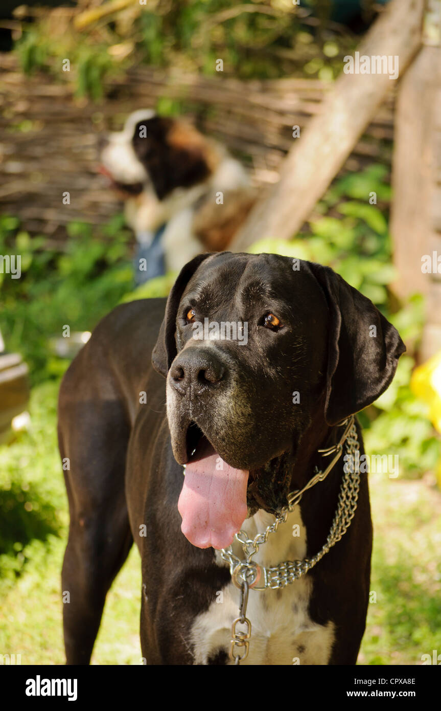 German mastiff hi-res stock photography and images - Alamy