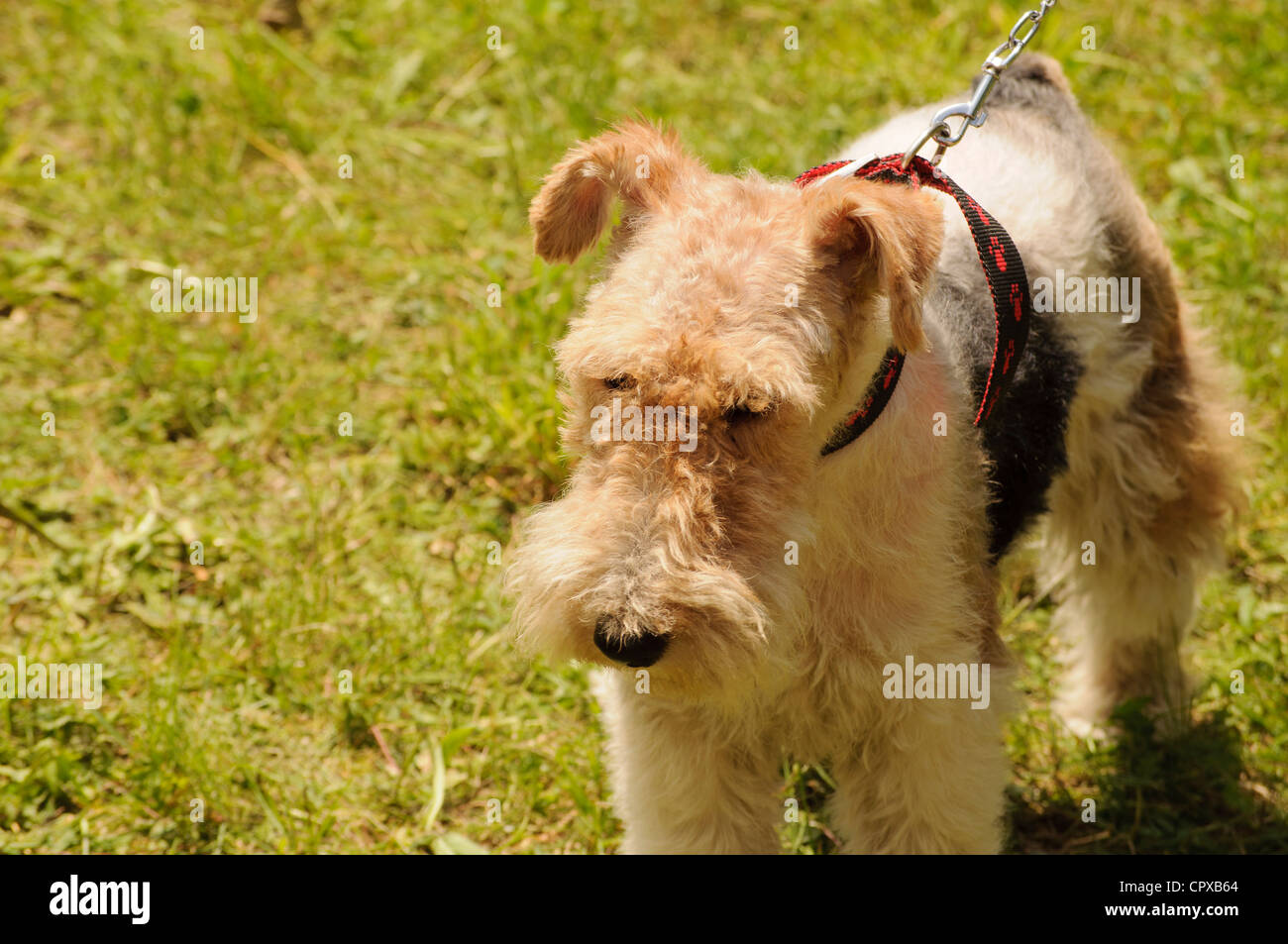 Wire fox terrier Stock Photo - Alamy
