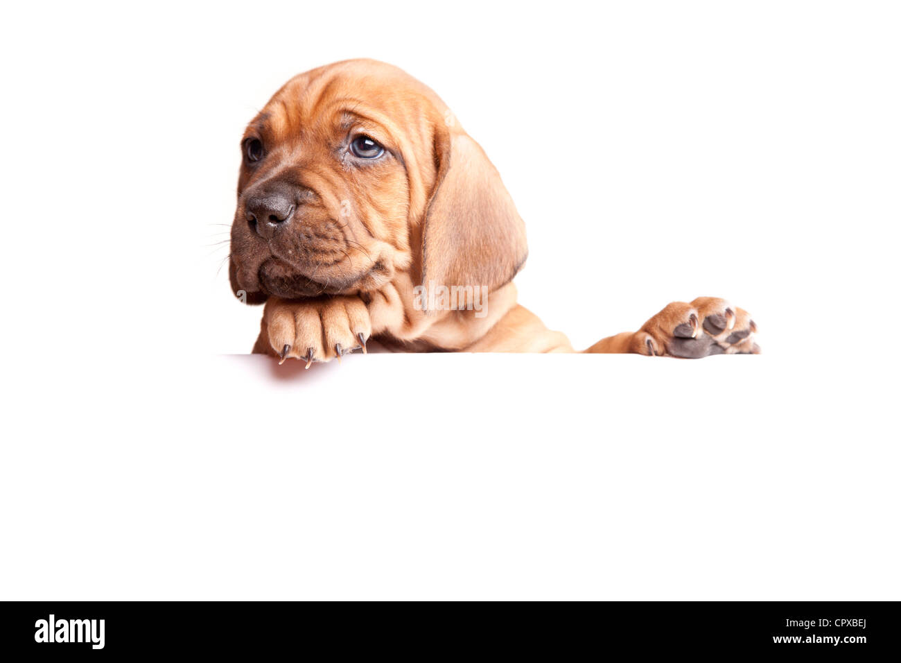 Cute dogs sending message Stock Photo - Alamy