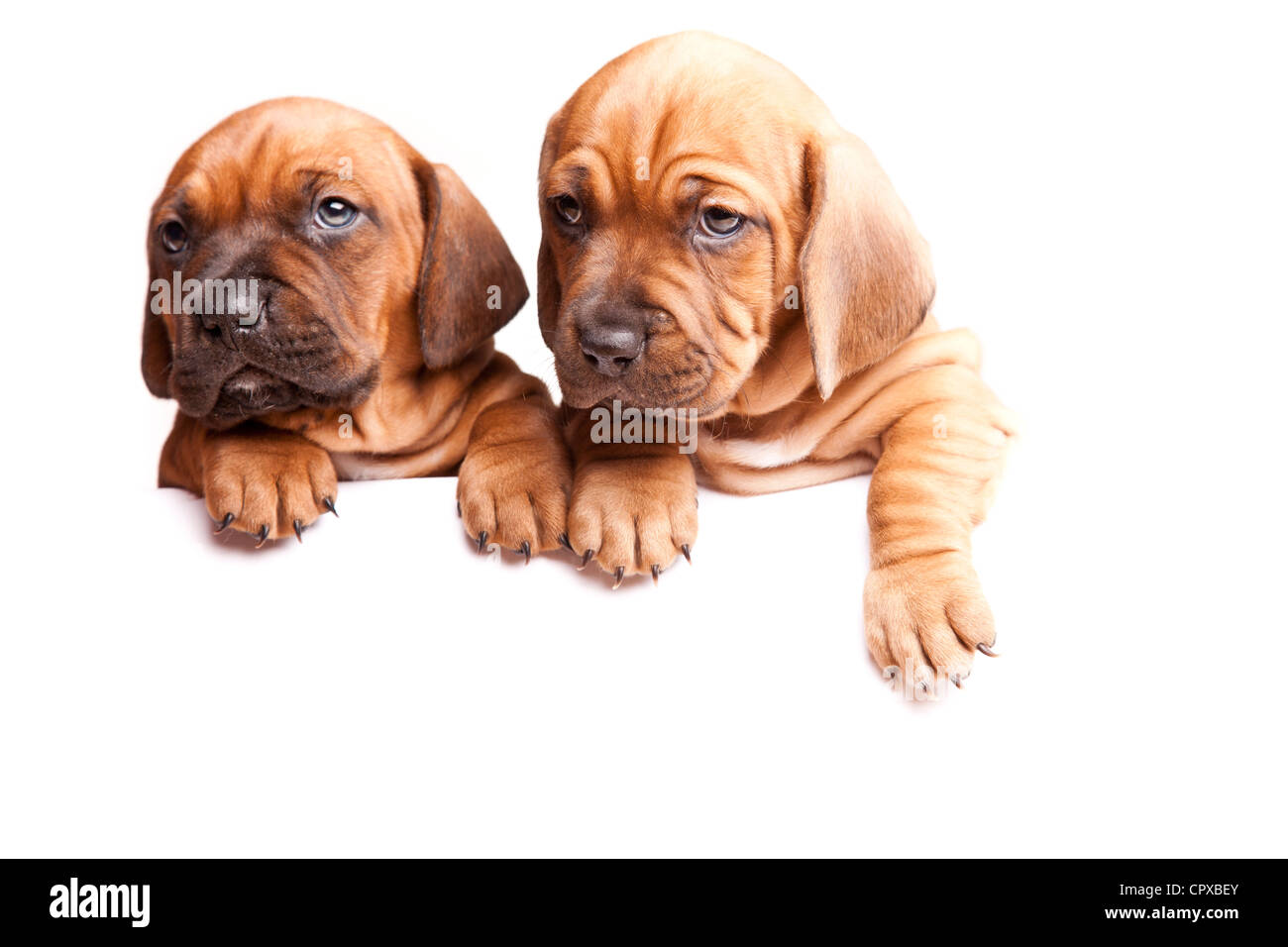 Cute dogs sending message Stock Photo - Alamy