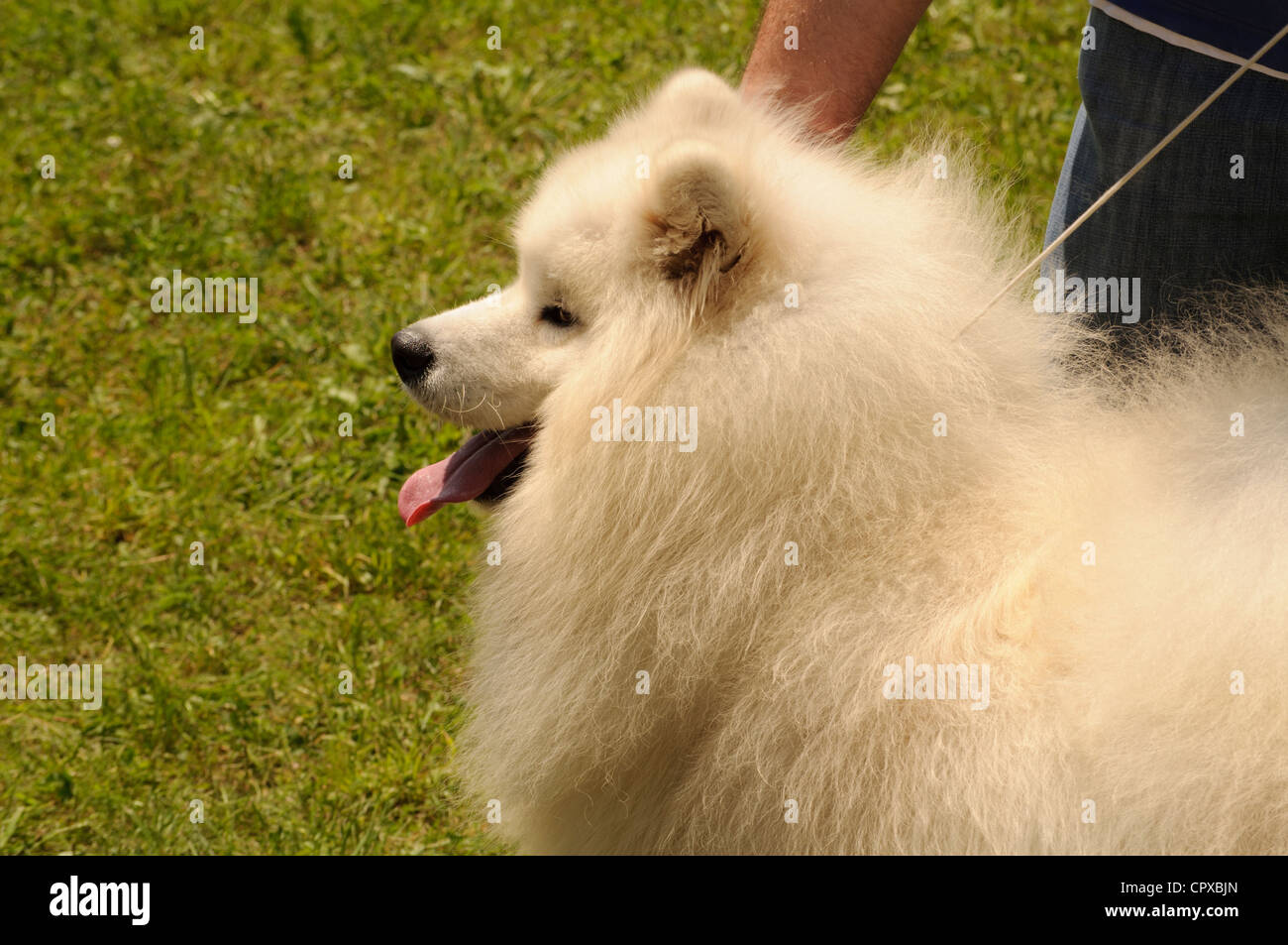 Samoyed man hi-res stock photography and images - Alamy