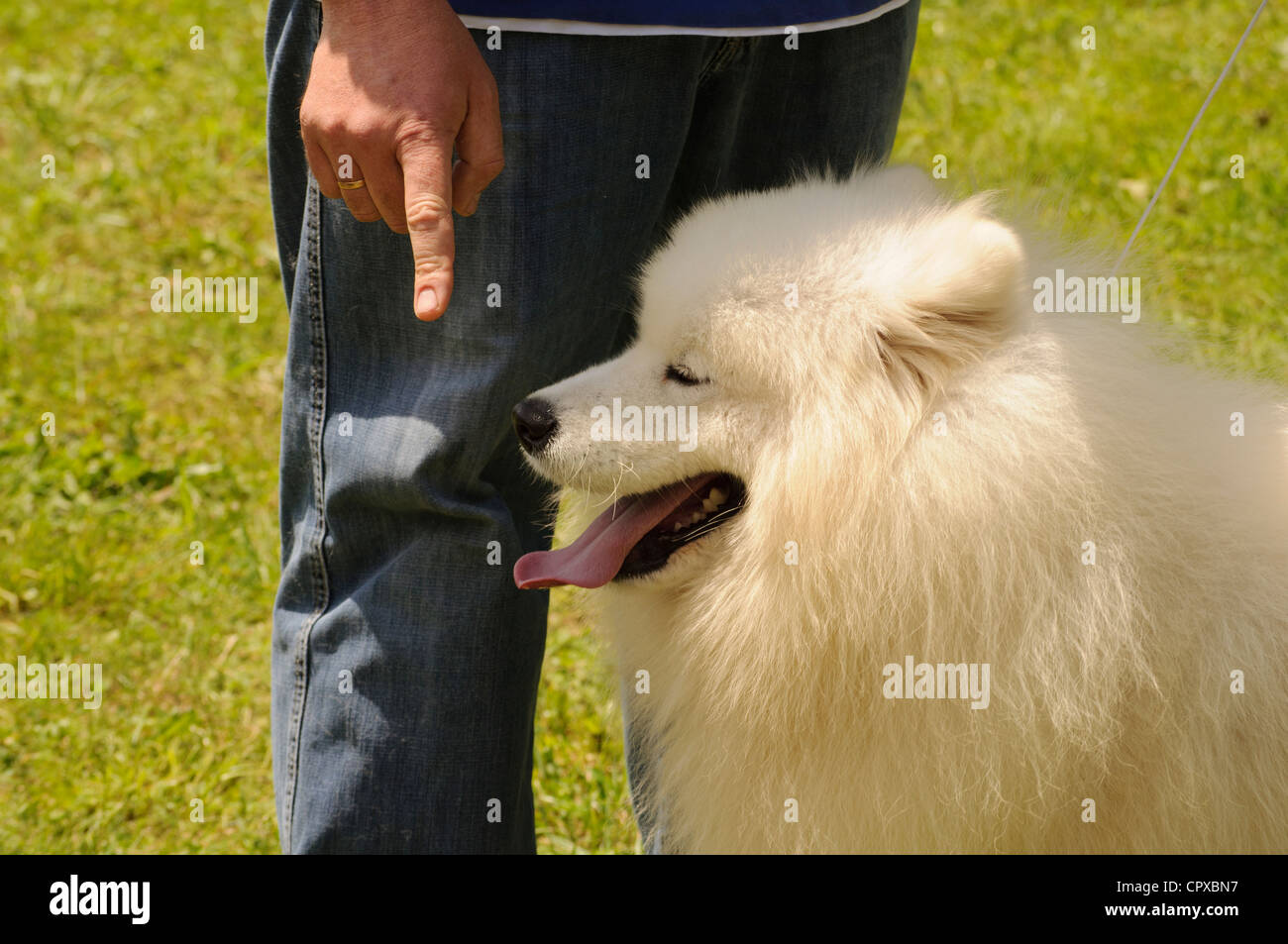 Samoyed man hi-res stock photography and images - Alamy