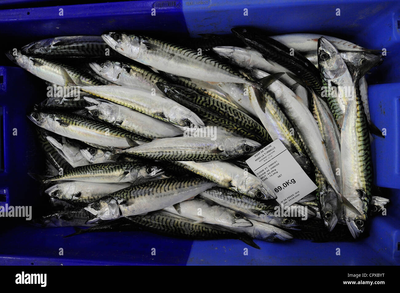 Loire atlantique fish hi-res stock photography and images - Alamy