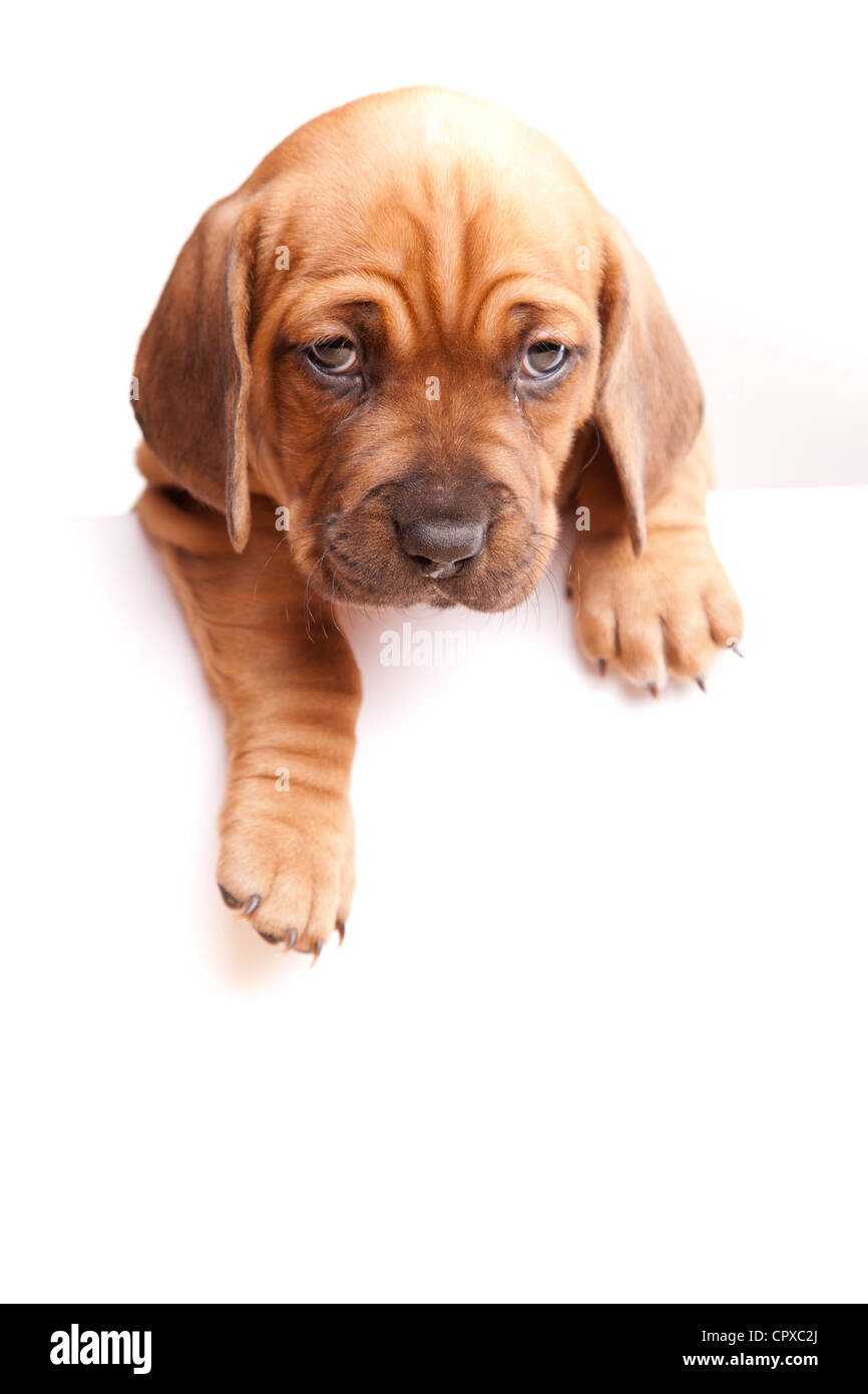 Cute dogs sending message Stock Photo - Alamy