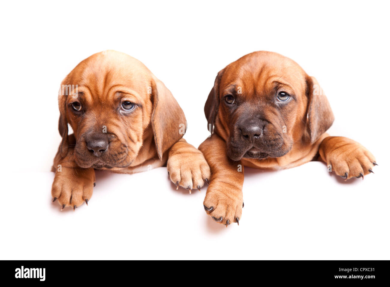 Cute dogs sending message Stock Photo - Alamy