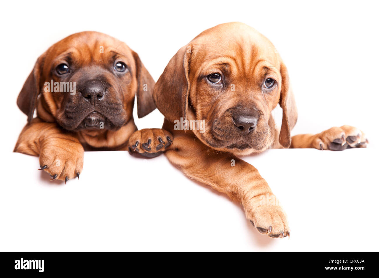 Cute dogs sending message Stock Photo - Alamy
