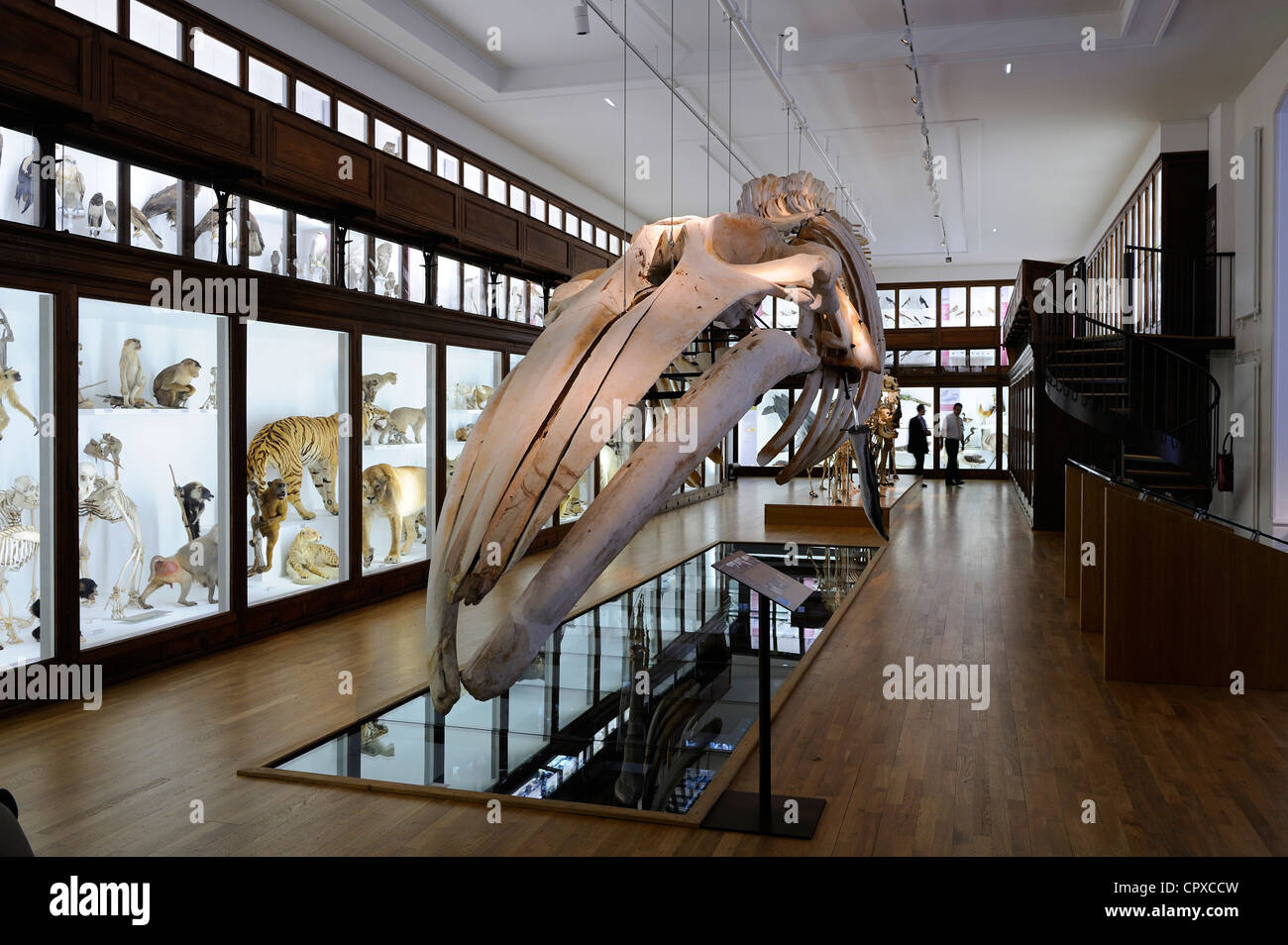 France, Loire Atlantique, Nantes, Museum d'Histoire Naturelle (Museum ...