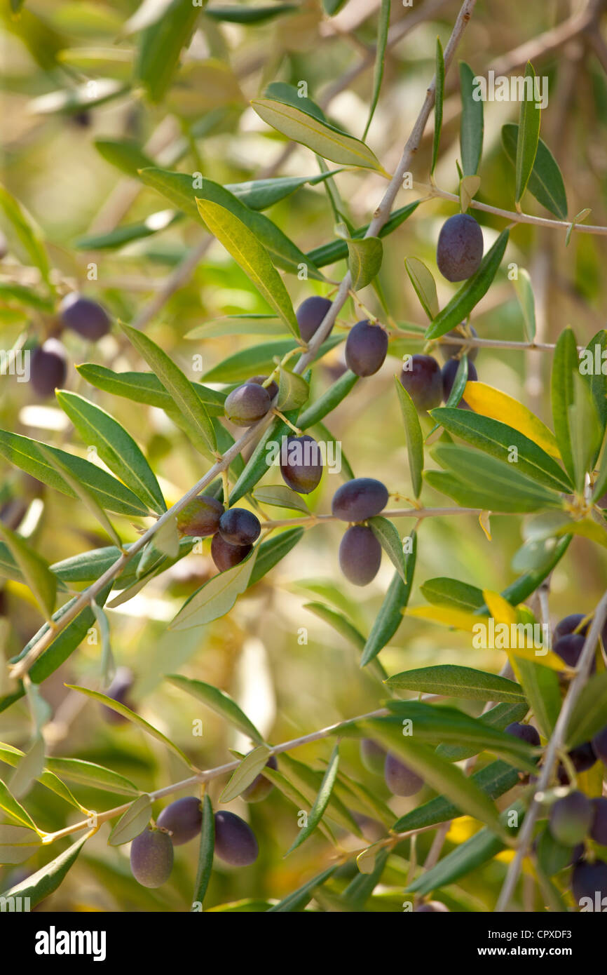Upright olive branch hi-res stock photography and images - Alamy