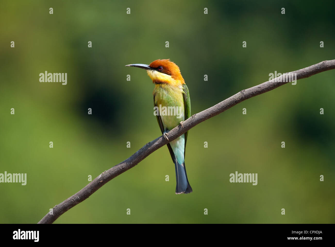 Chestnut headed bee eater hi-res stock photography and images - Alamy