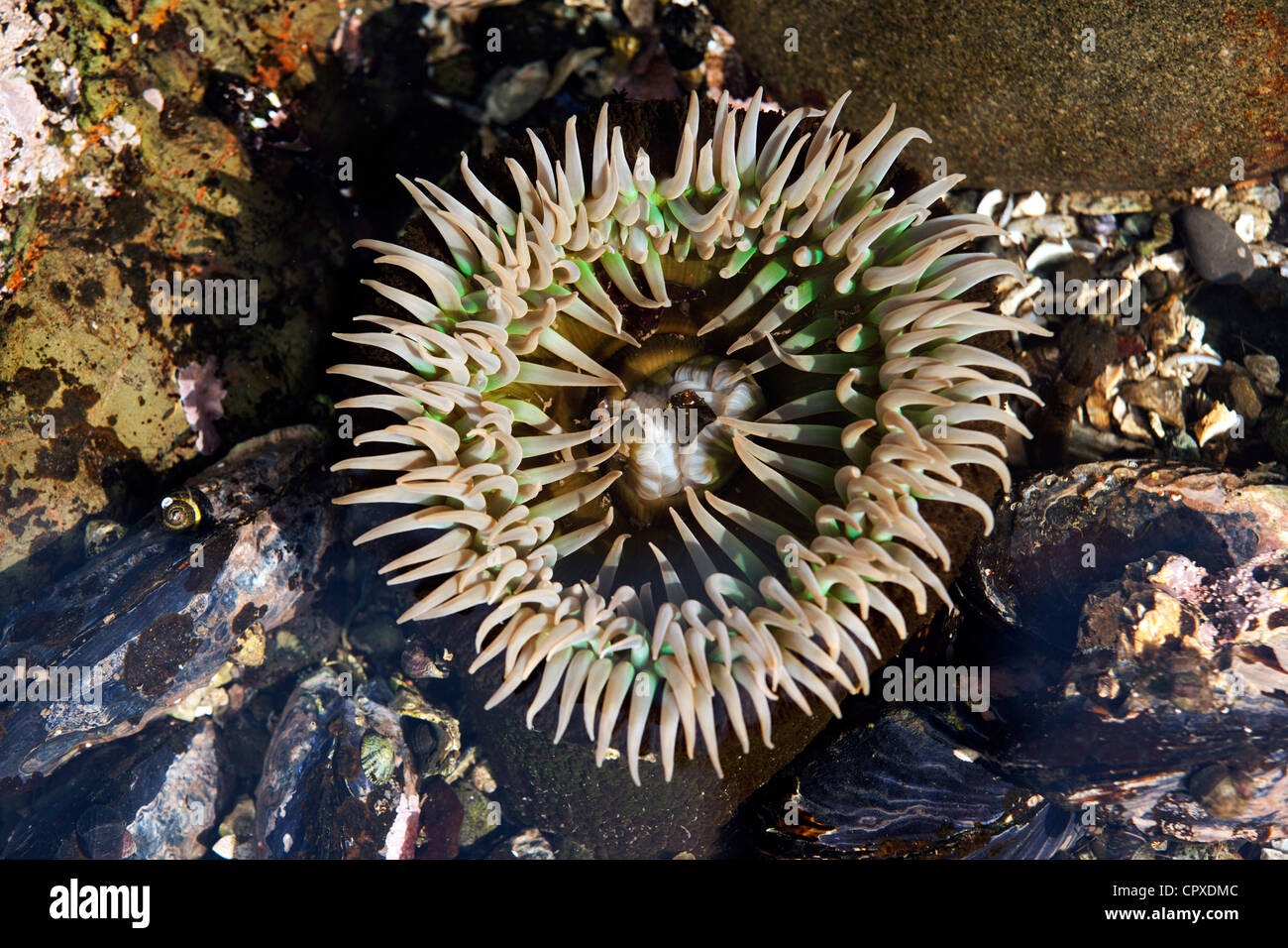 Giant Green Anemone - Salt Creek County Park - near Port Angeles ...