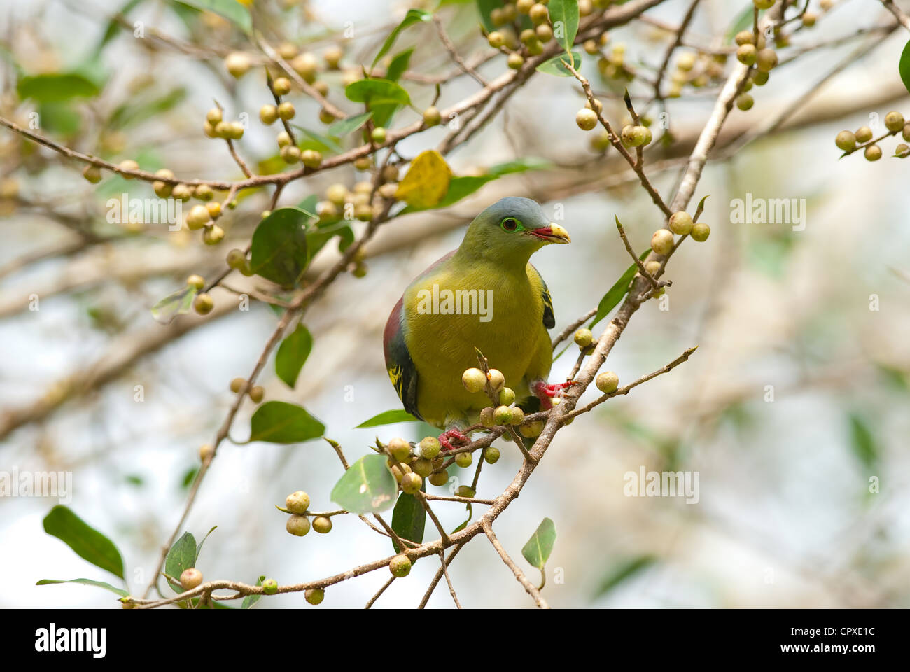 Pigion hi-res stock photography and images - Alamy