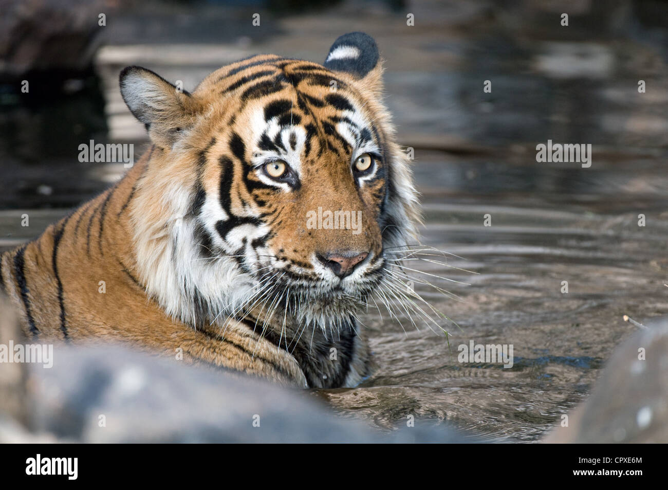 Male tiger in pool Stock Photo - Alamy
