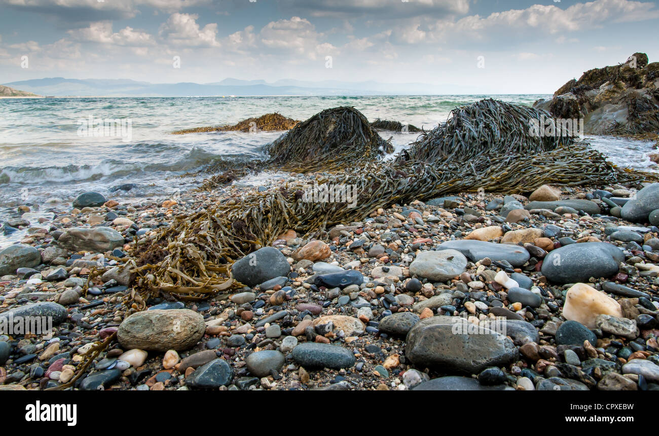Pebbles and rocks on a Welsh seashore Stock Photo - Alamy