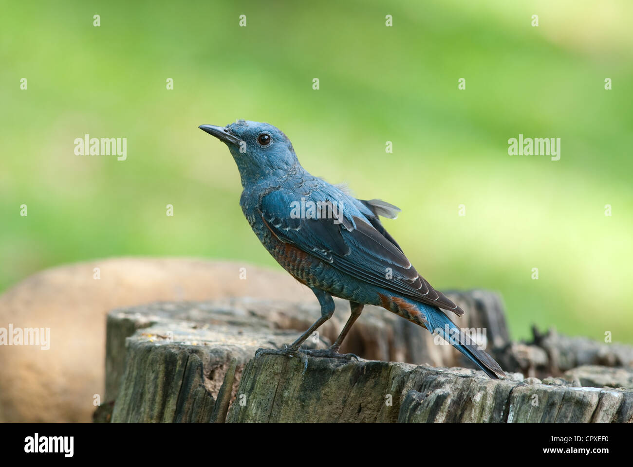 beautiful male blue rock thrush (Monticola solitarius) standing on log ...