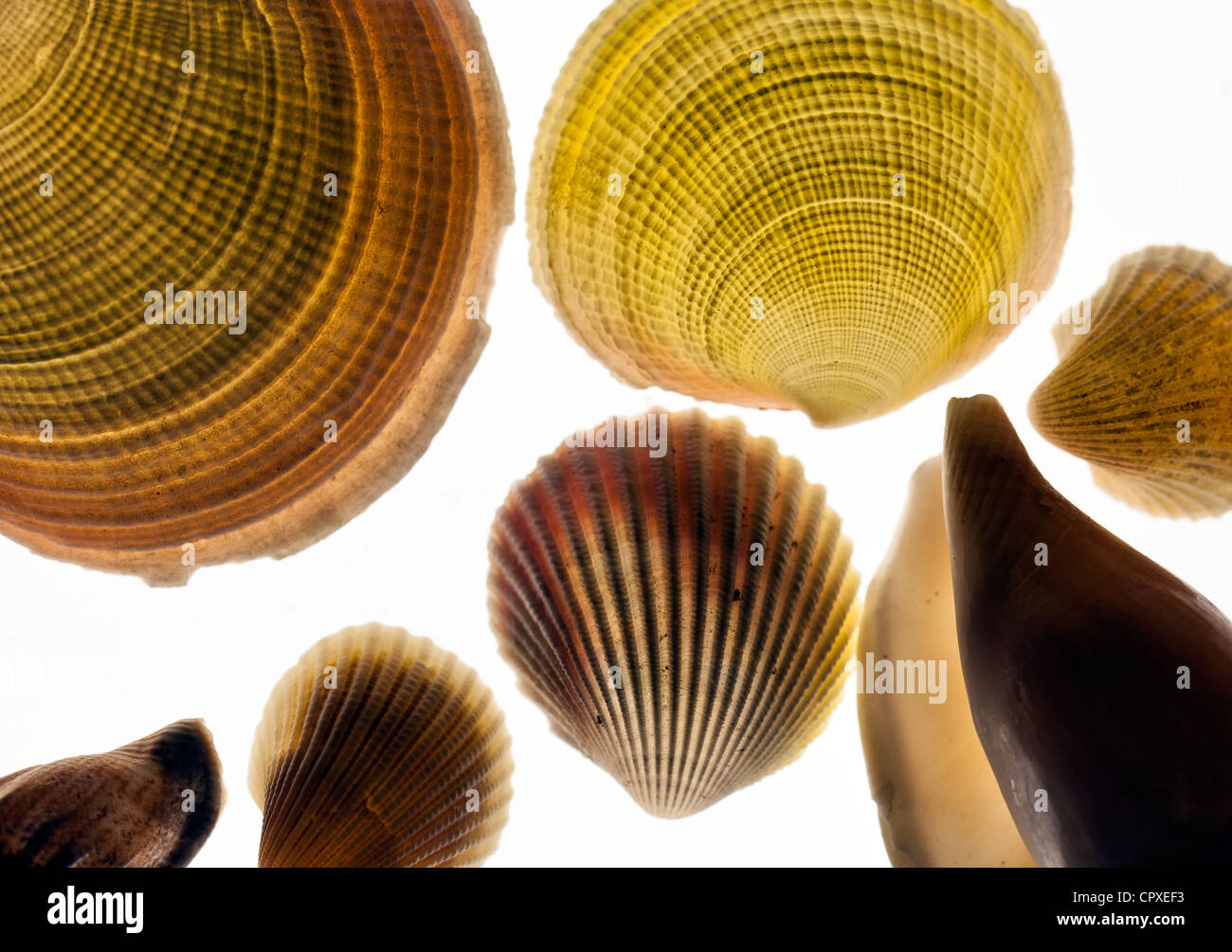 Sea shells against white background Stock Photo - Alamy