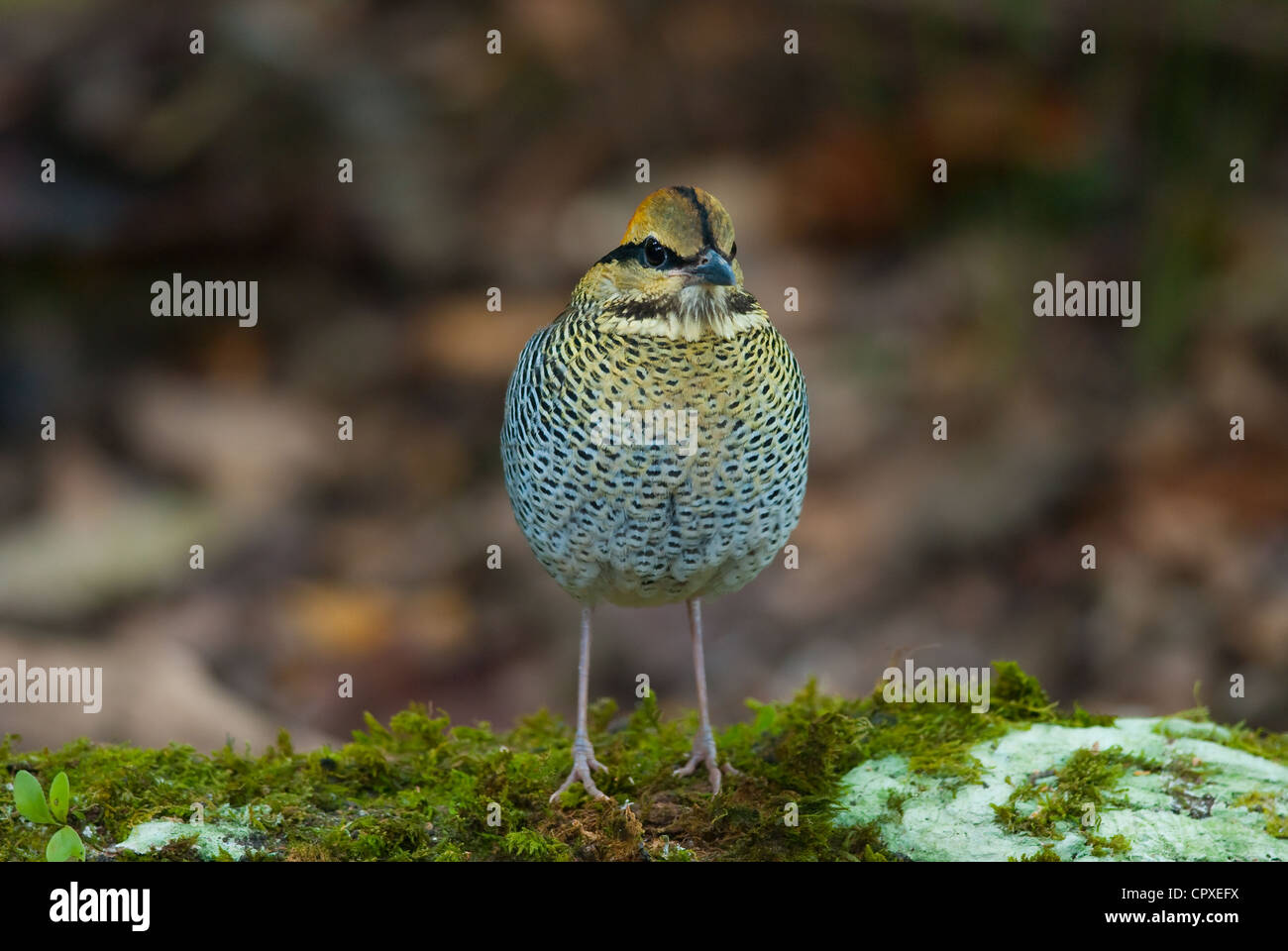 beautiful female blue pitta (Pitta cyanea) in the middle of Thailand ...