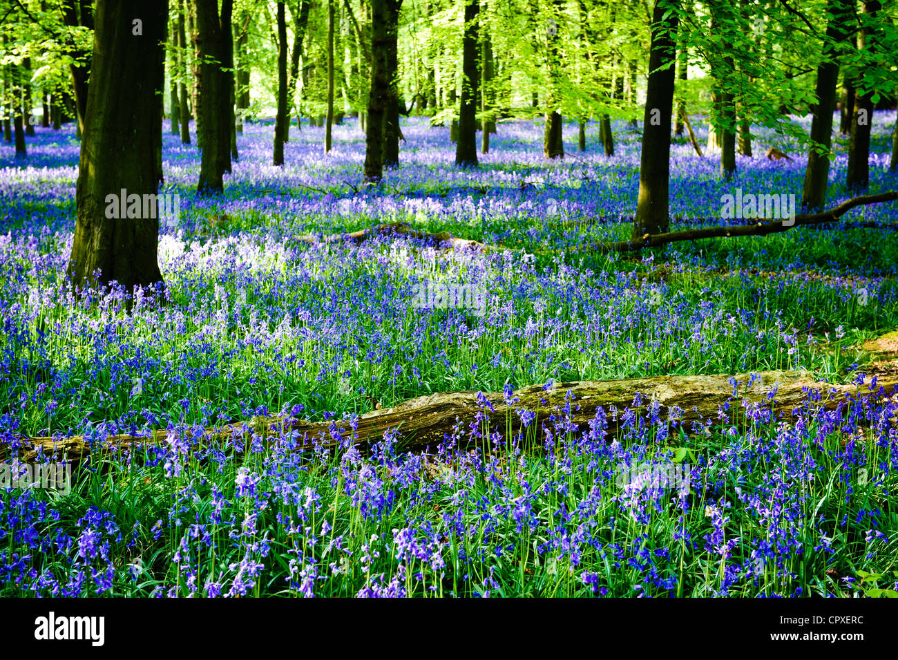 Bluebells in full bloom covering the floor in a carpet of blue in a ...