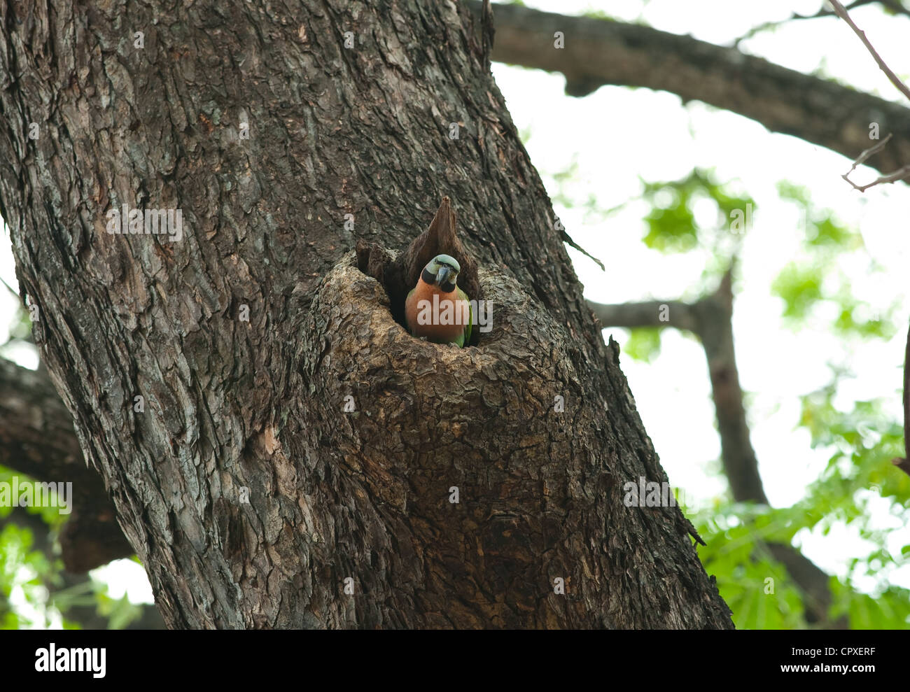 beautiful female red-breasted parakeet (Psittacula alexandri) at the ...