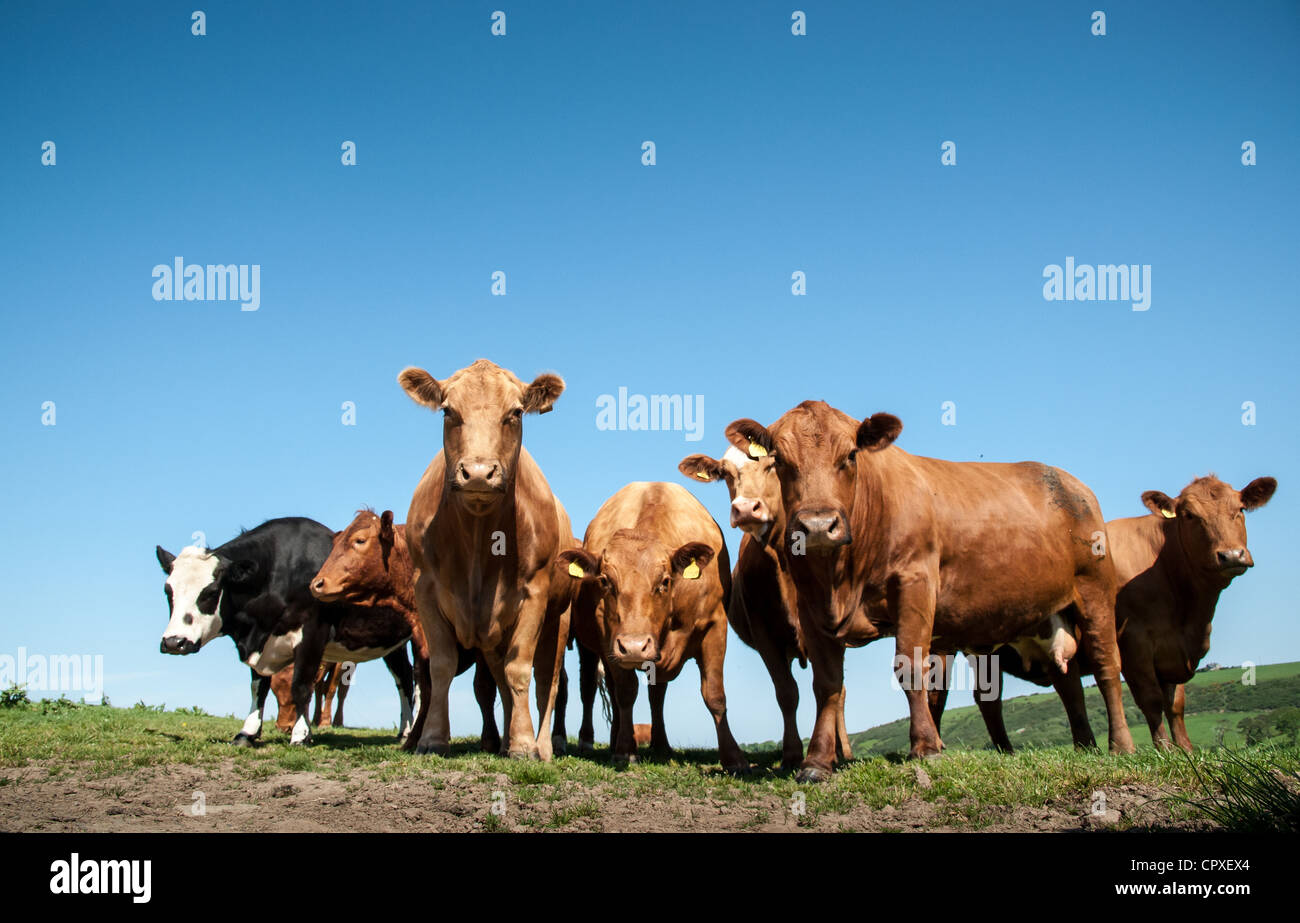 Group of curious beef cattle watching the photographer Stock Photo - Alamy