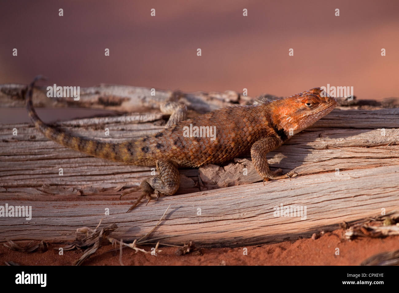 Lizard in Monument Valley Stock Photo - Alamy
