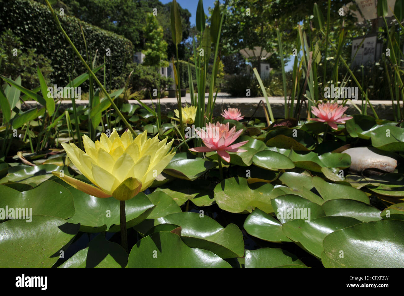 Nymphaea /nimfiea is a genus of aquatic plants in the family ...
