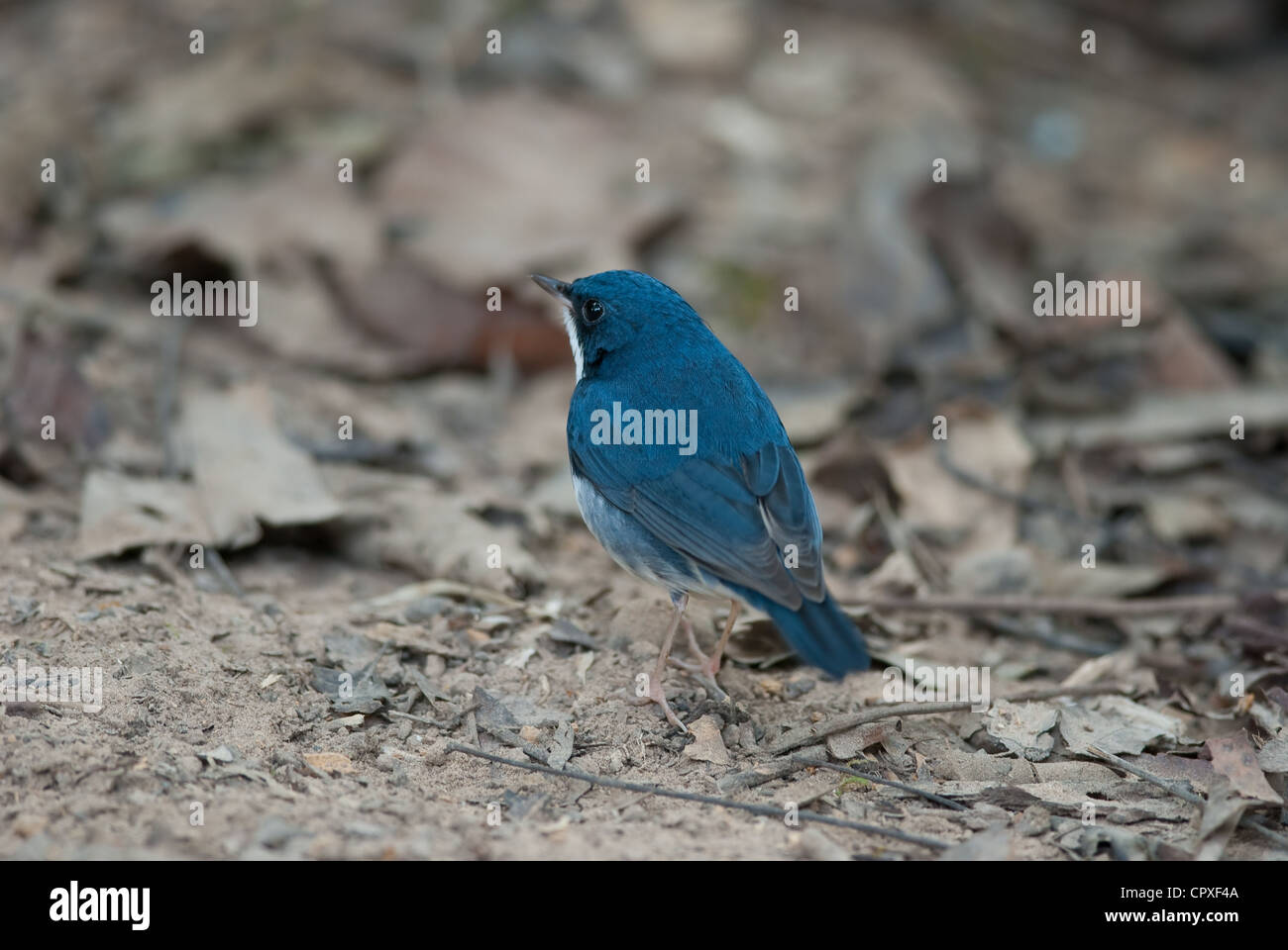 Siberian blue robin hi-res stock photography and images - Alamy