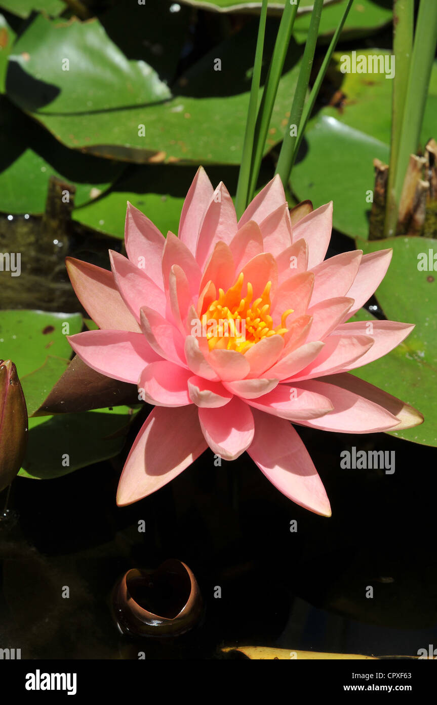 Family nymphaeaceae hi-res stock photography and images - Alamy