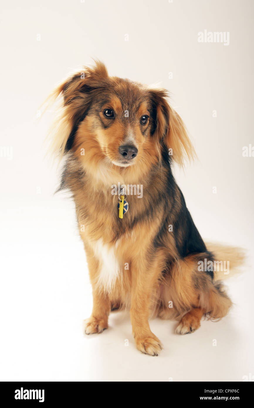 Portrait of a medium sized brown dog in a studio Stock Photo - Alamy