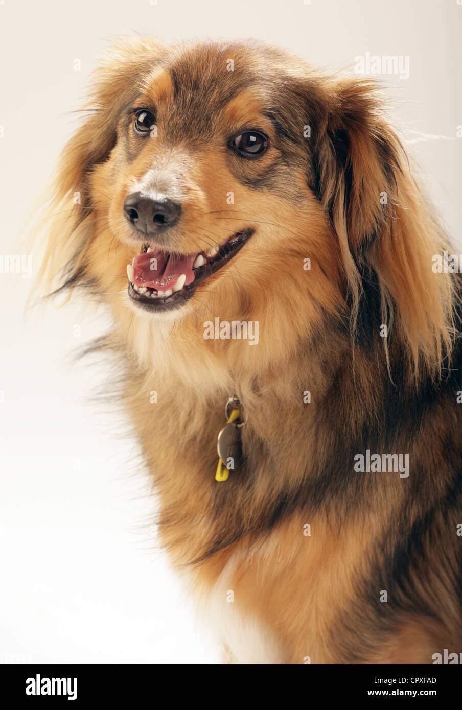 Portrait of a medium sized brown dog in a studio Stock Photo - Alamy