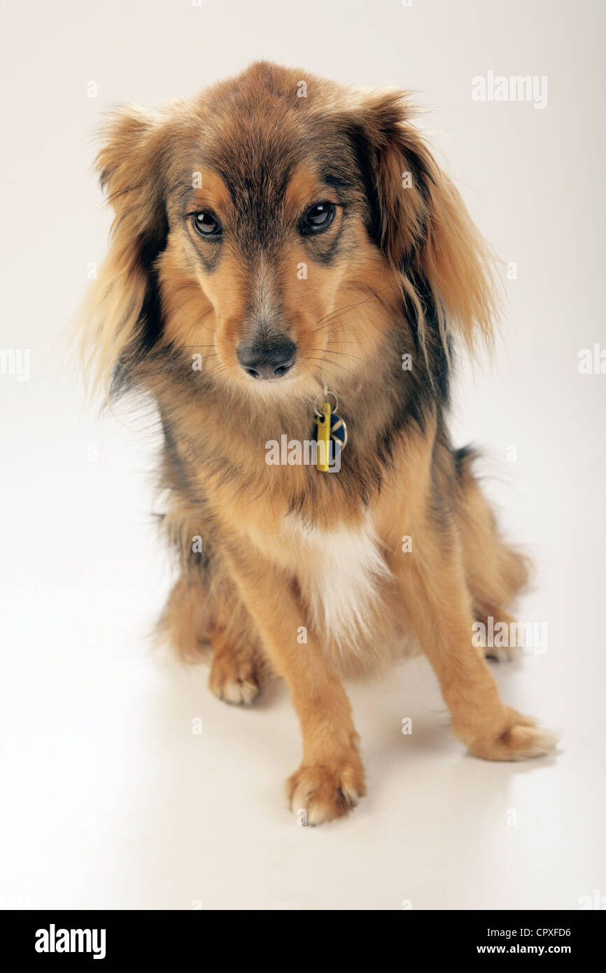 Medium dog breed hi-res stock photography and images - Alamy