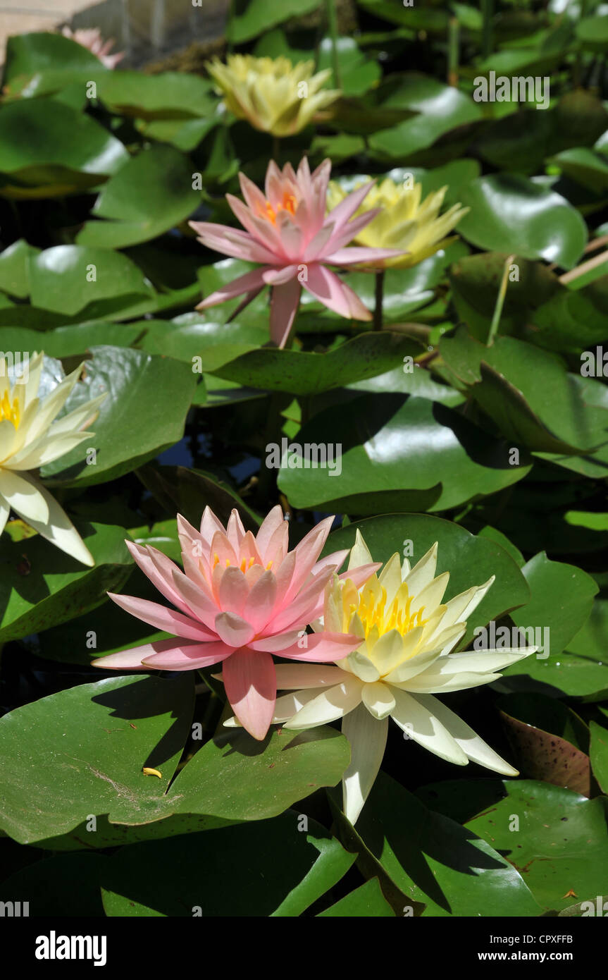 Family nymphaeaceae hi-res stock photography and images - Alamy