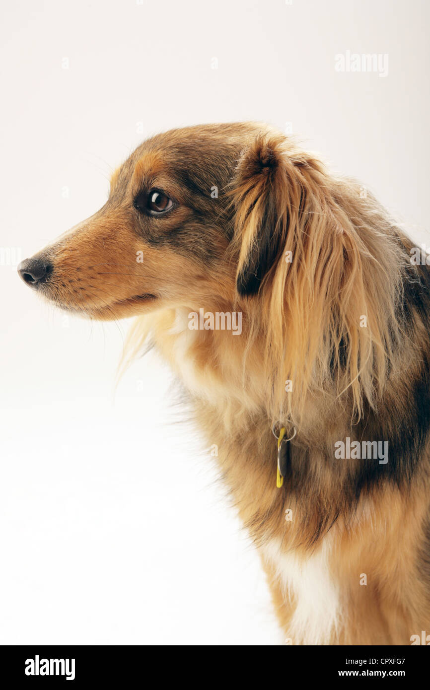 Medium brown background hi-res stock photography and images - Alamy