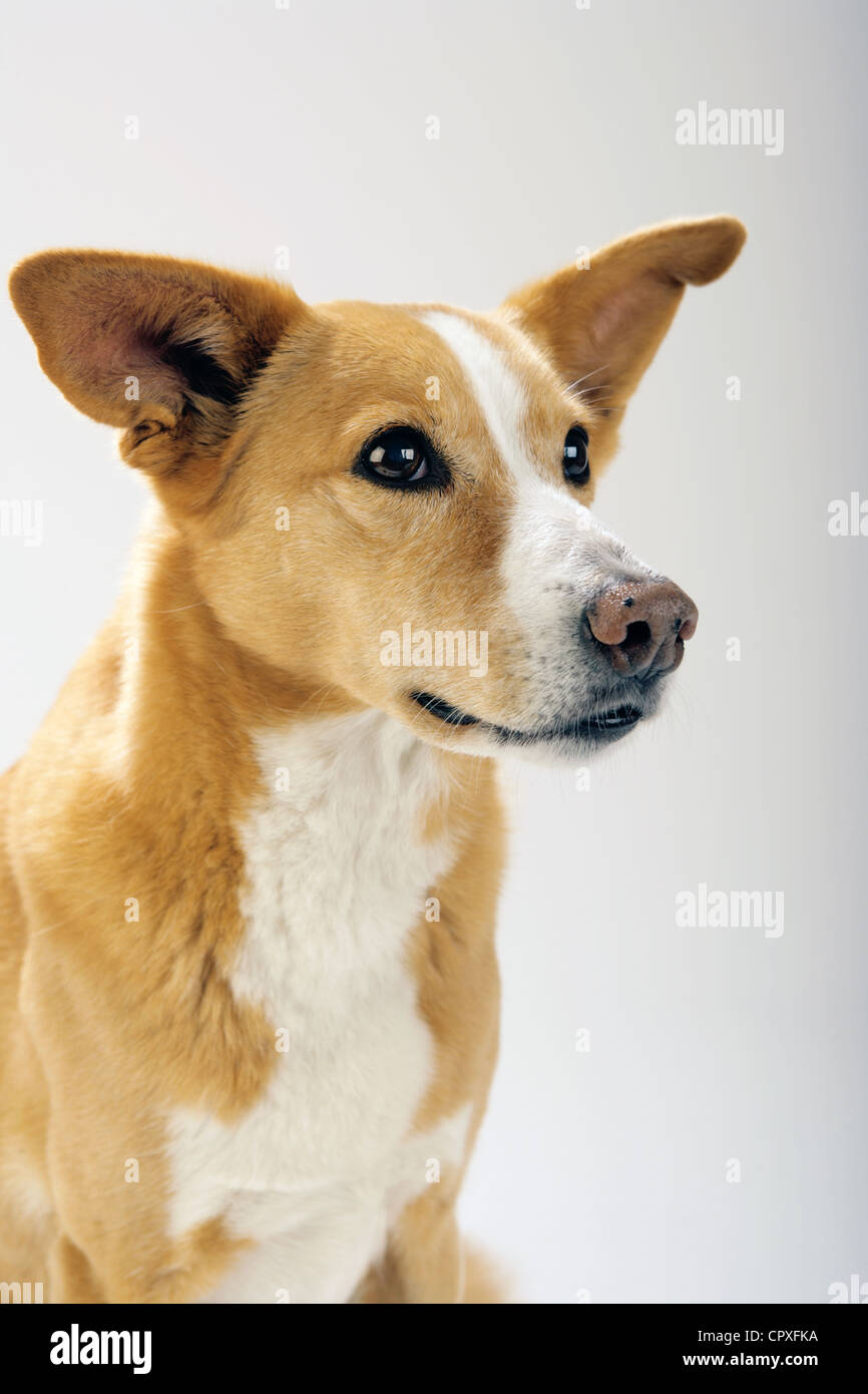 Light Brown Dog Breeds