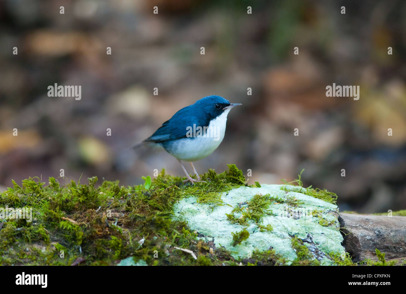 beautiful male siberian blue robin (Luscinia cyane) in Thailand Stock ...