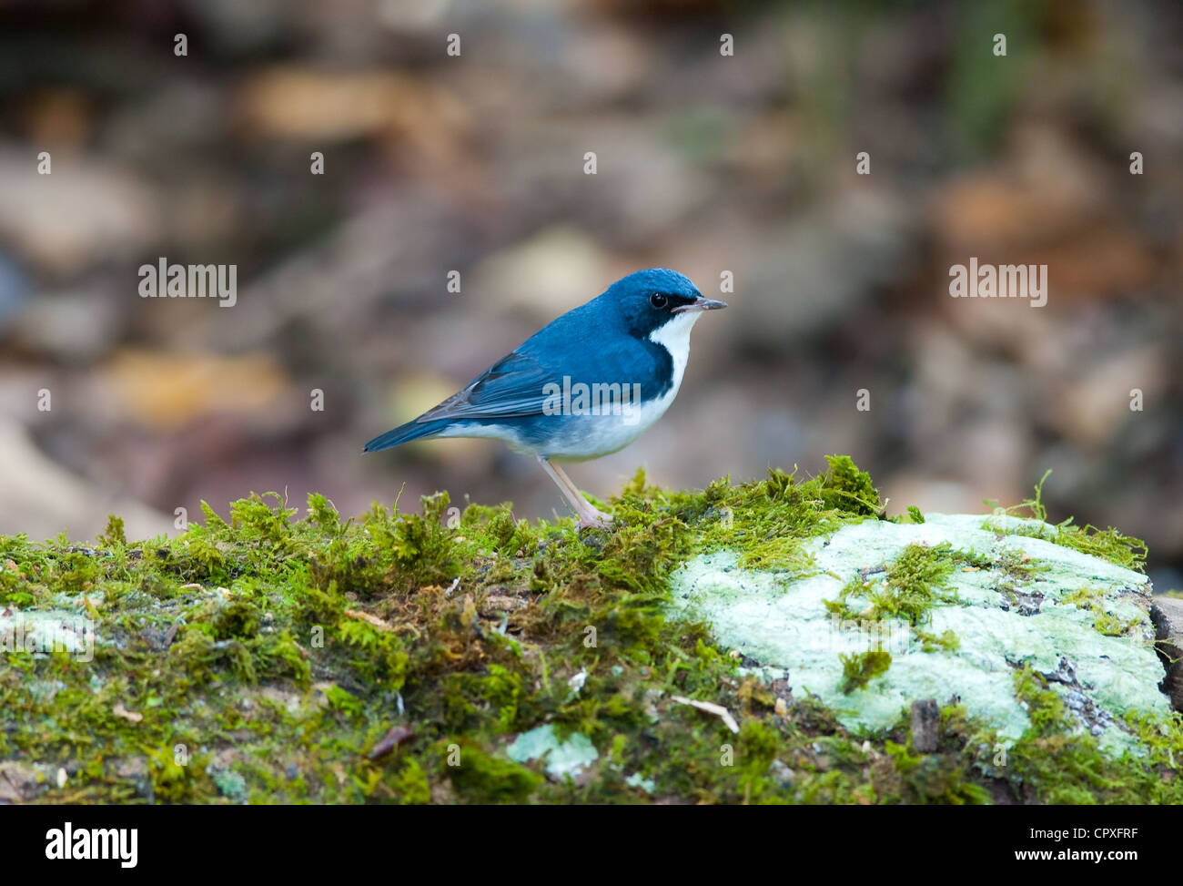 beautiful male siberian blue robin (Luscinia cyane) in Thailand Stock ...